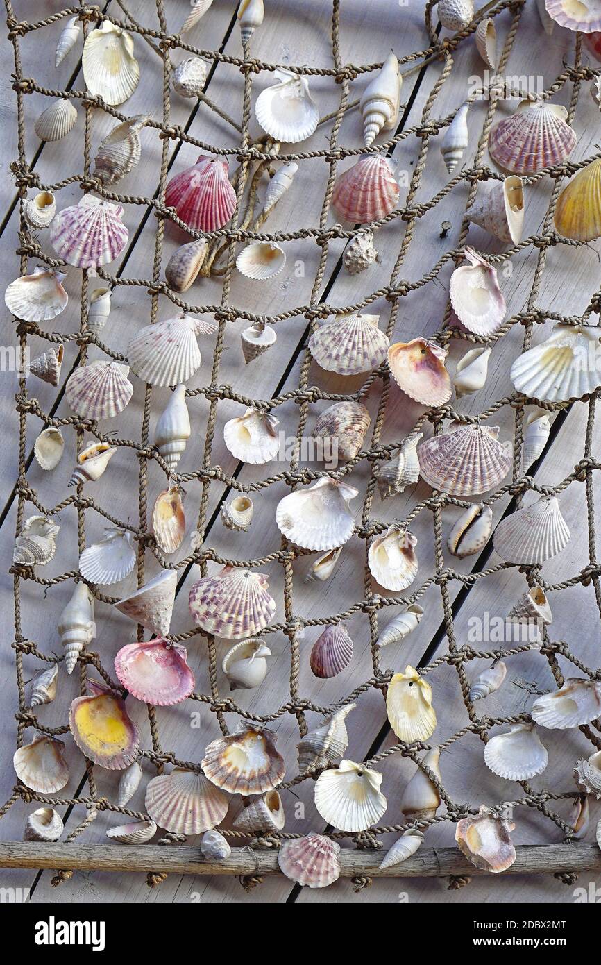 Mixed sea shells in fishing net at wall Stock Photo - Alamy