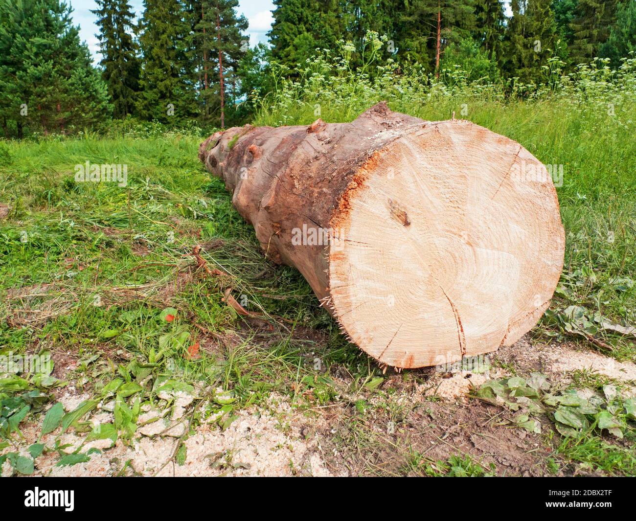 Lumber on field by forest Stock Photo - Alamy
