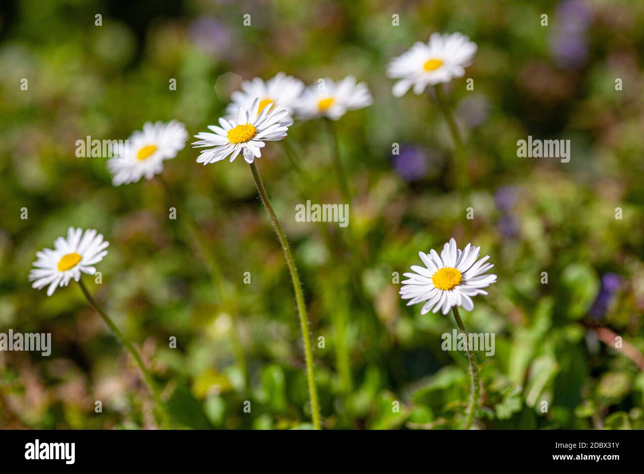 Daisy flower in spring blowing in a garden under sun light Stock Photo ...