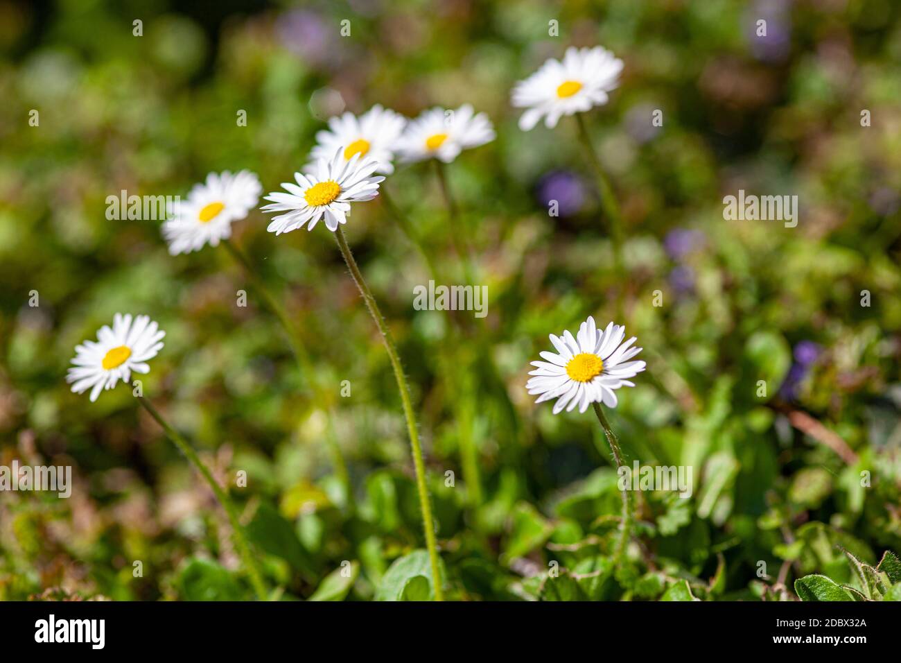 Daisy flower in spring blowing in a garden under sun light Stock Photo ...