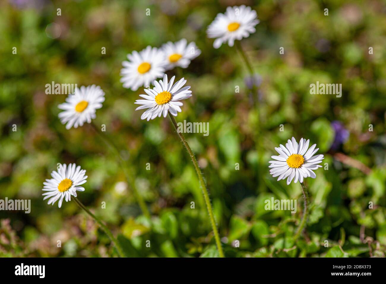 Daisy flower in spring blowing in a garden under sun light Stock Photo ...