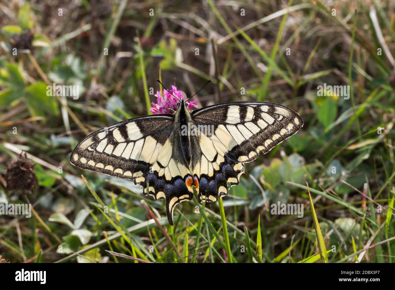 A swallowtail moth on a flower Stock Photo - Alamy