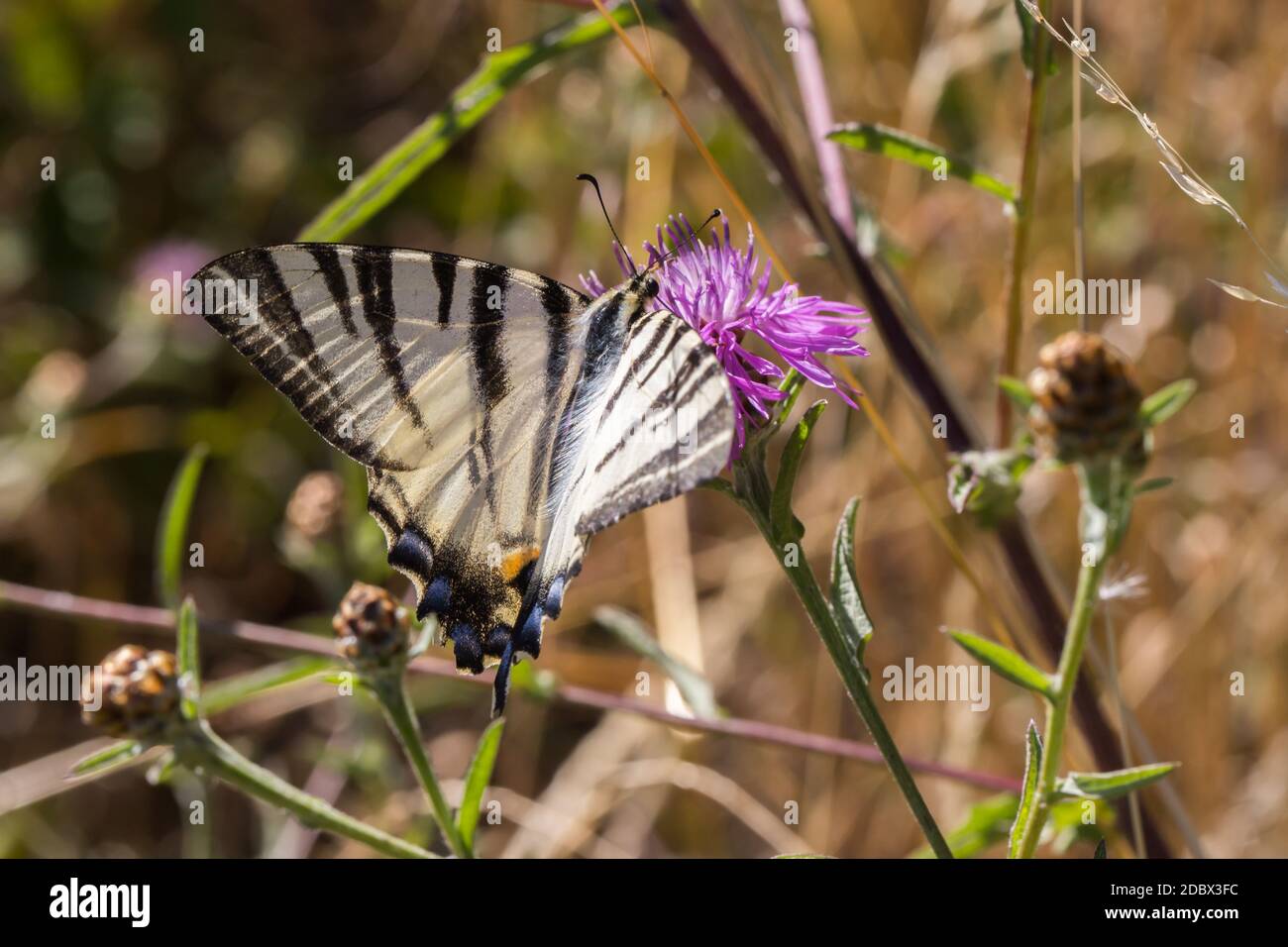 A sail moth is sitting on a flower Stock Photo - Alamy