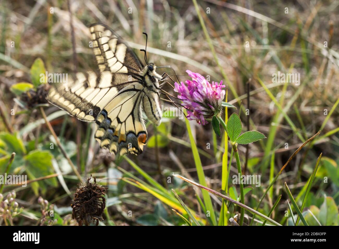 A swallowtail moth on a flower Stock Photo - Alamy