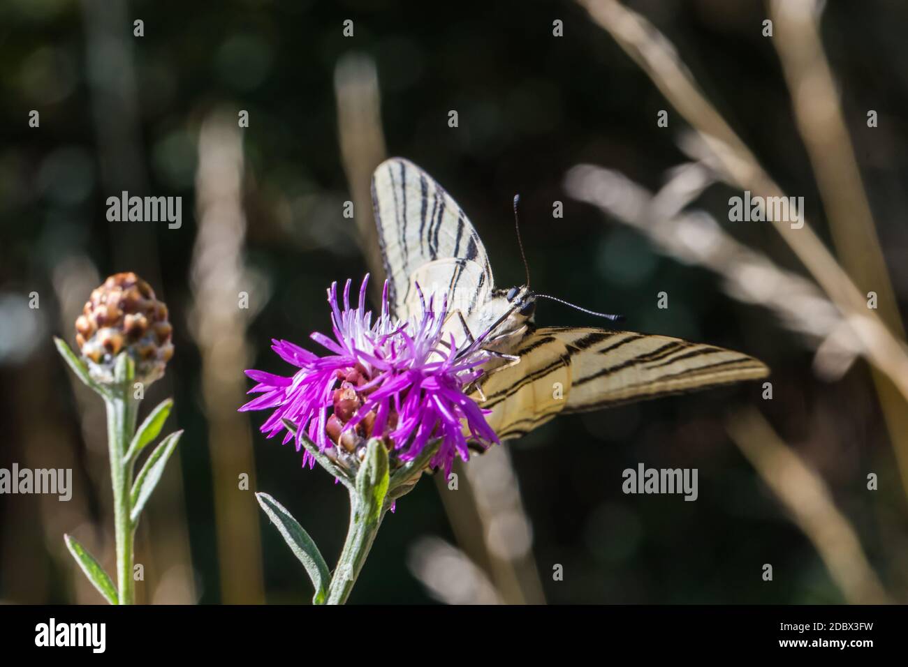 A sail moth is sitting on a flower Stock Photo - Alamy