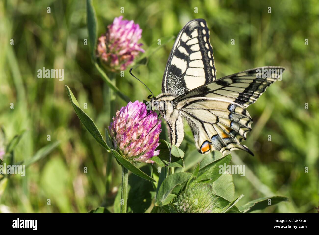 A swallowtail moth on a flower Stock Photo - Alamy