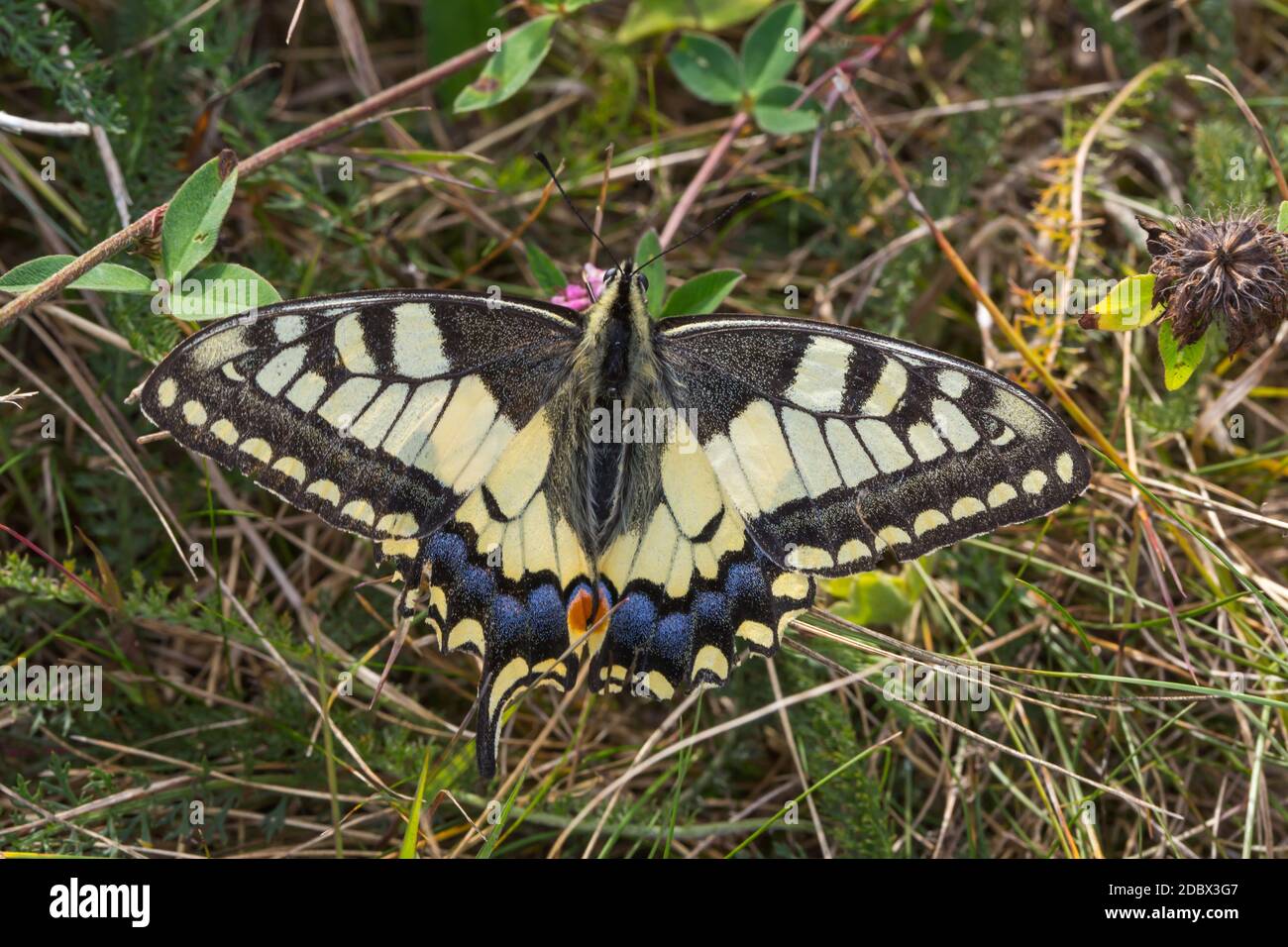 A swallowtail moth on a flower Stock Photo - Alamy