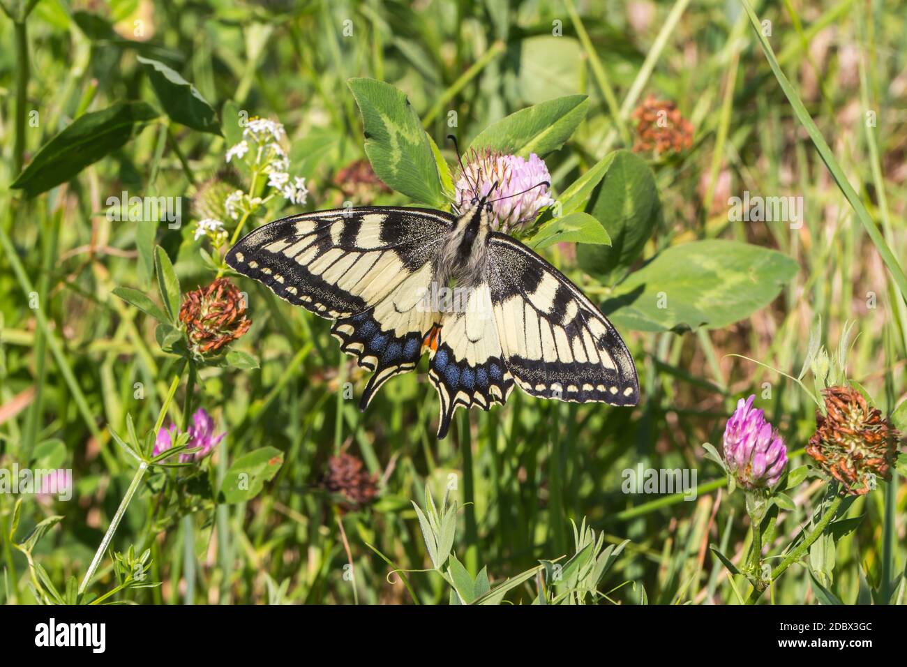 Swallowtail moth hi-res stock photography and images - Alamy