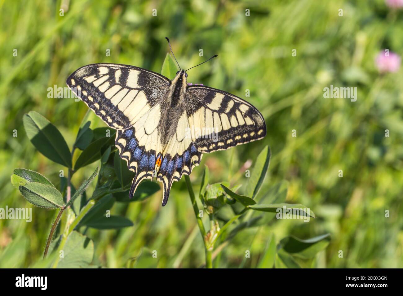 A swallowtail moth on a flower Stock Photo - Alamy