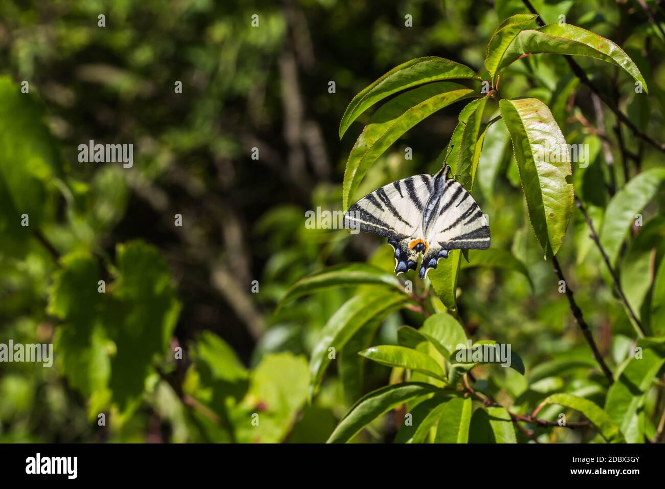 A sail moth is sitting on a flower Stock Photo - Alamy