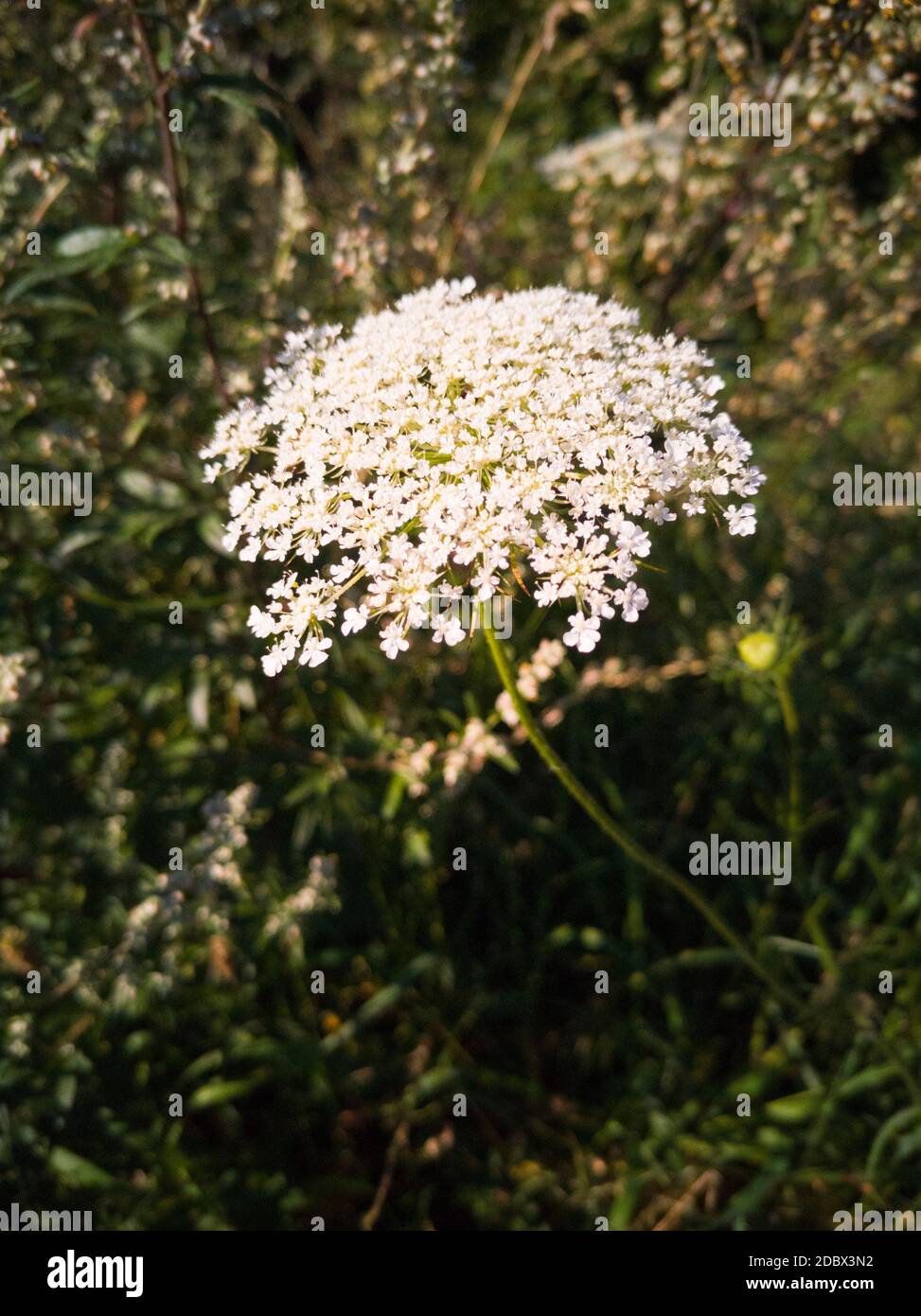 Conium maculatum hi-res stock photography and images - Alamy
