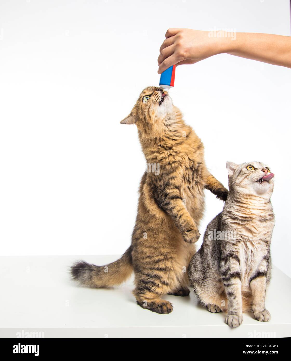 two cats standing and eating food from hand Stock Photo - Alamy