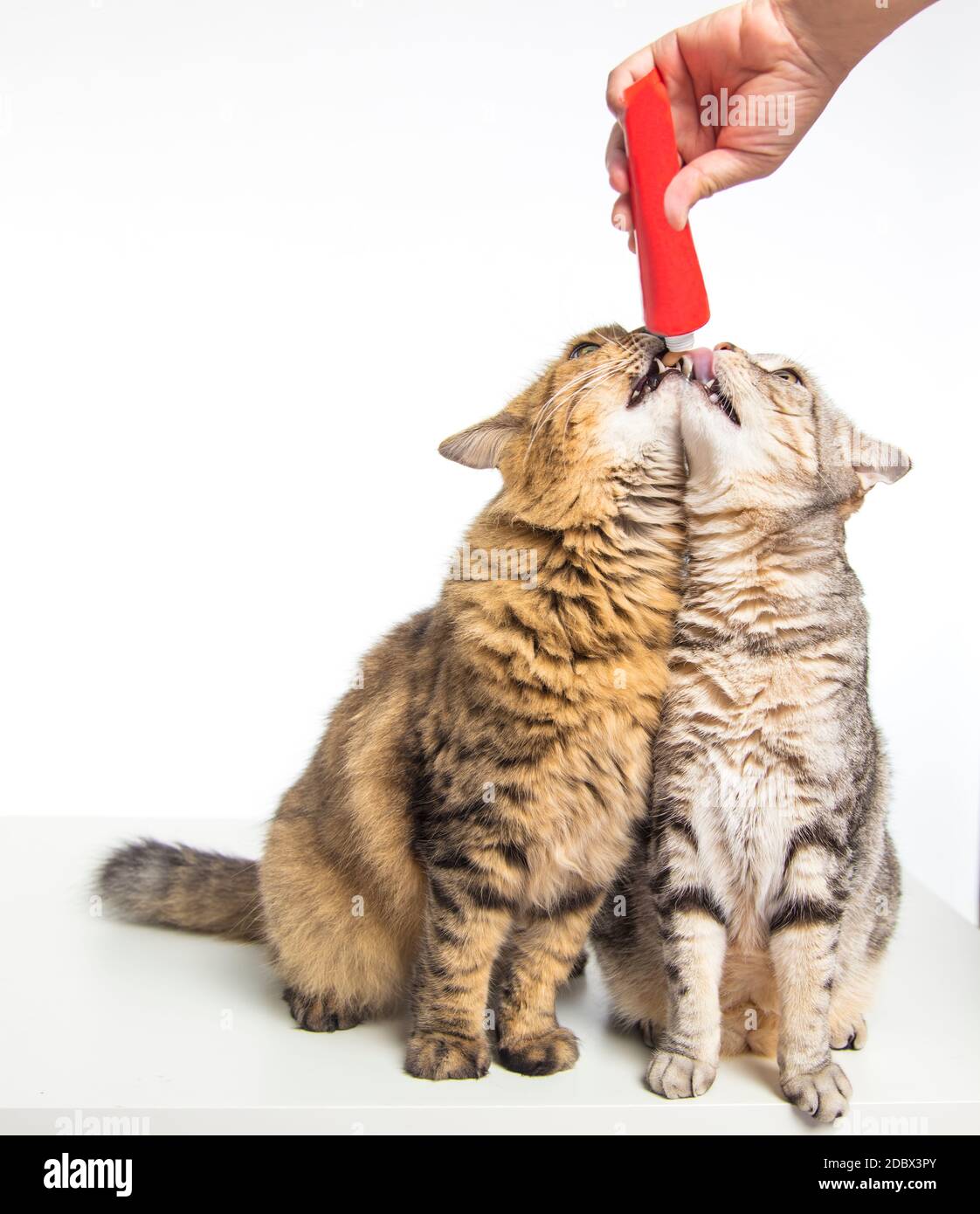 two cats standing and eating food from hand Stock Photo - Alamy