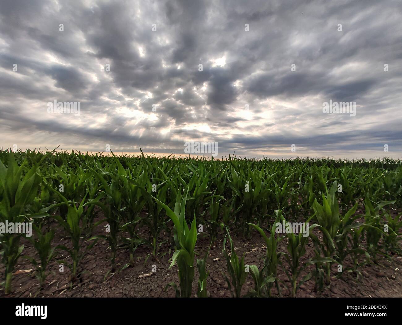 Rice growing italy hi-res stock photography and images - Alamy