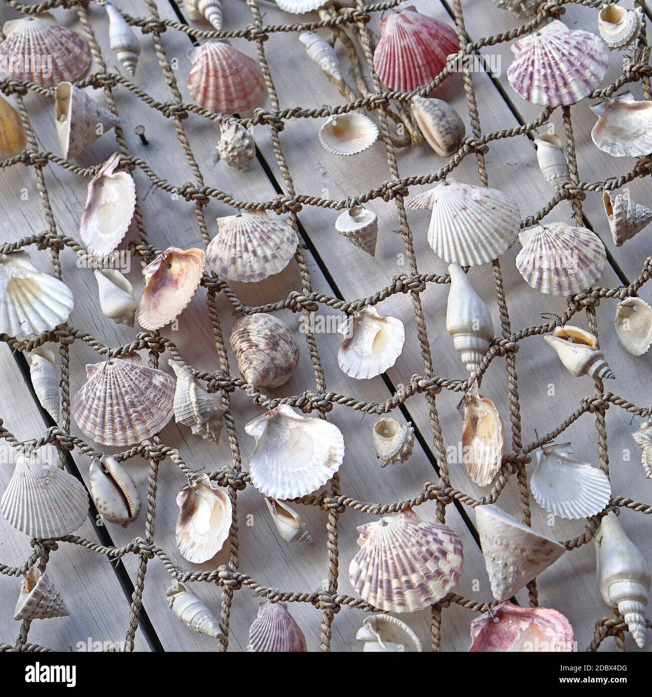 Mixed sea shells hi-res stock photography and images - Alamy
