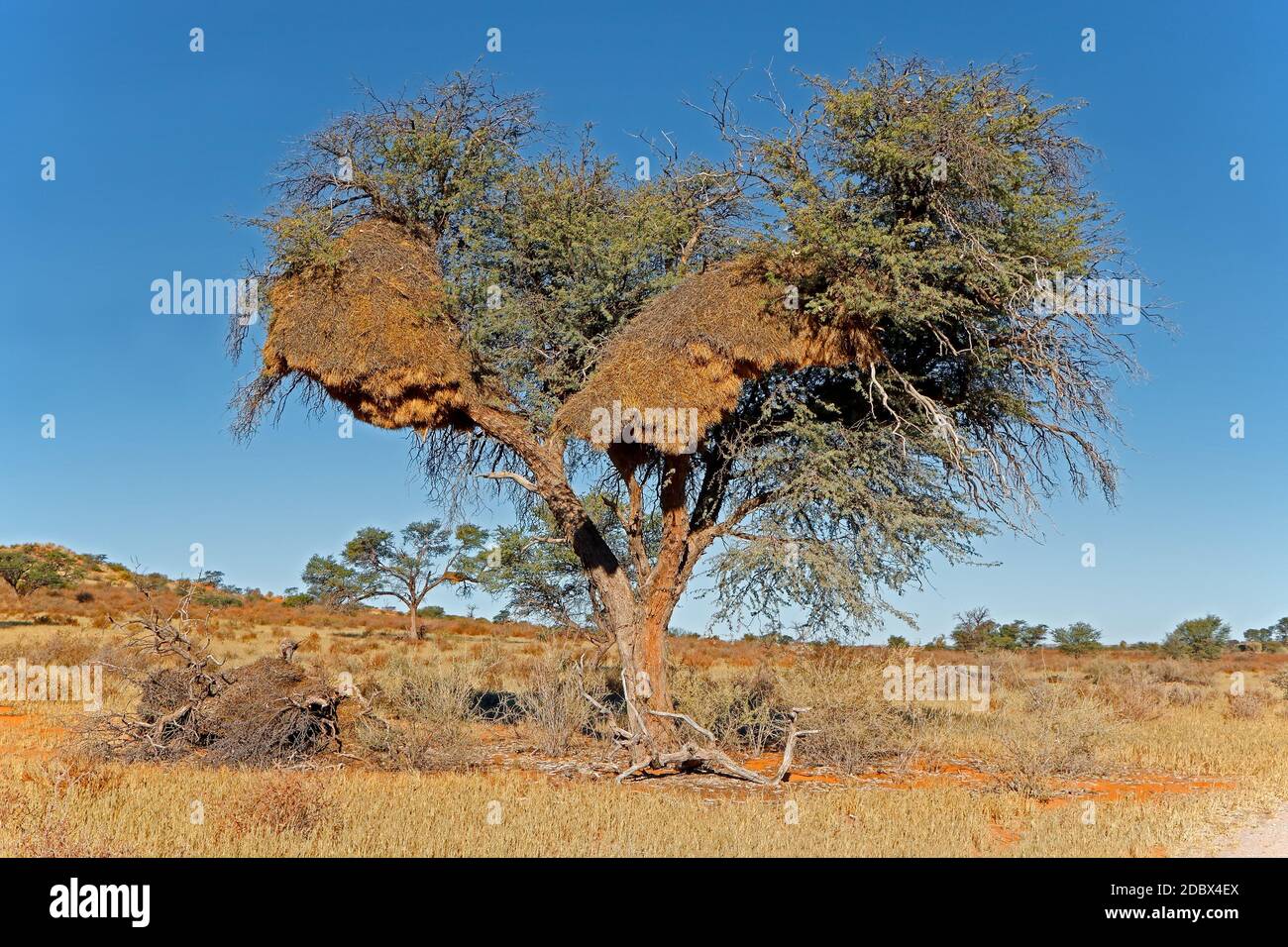 African thorn tree with large communal nest of sociable weavers ...