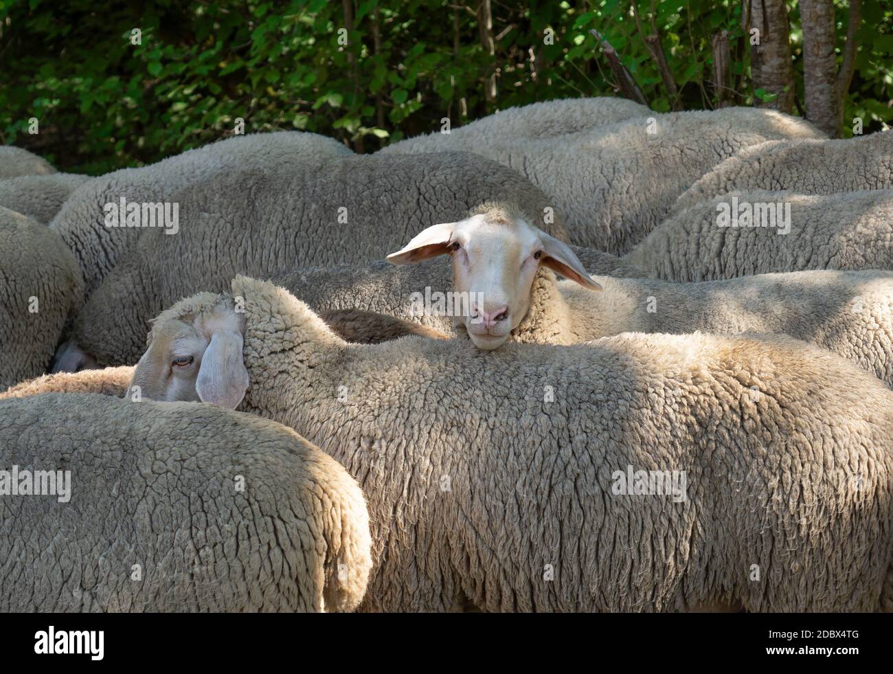A sheep is looking at the camera over the back of another sheep Stock ...