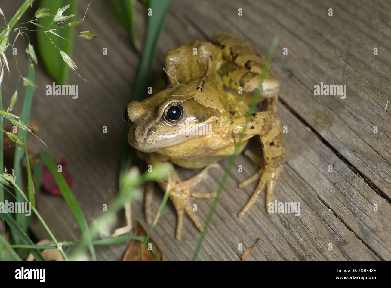 Body of frog on grass hi-res stock photography and images - Alamy