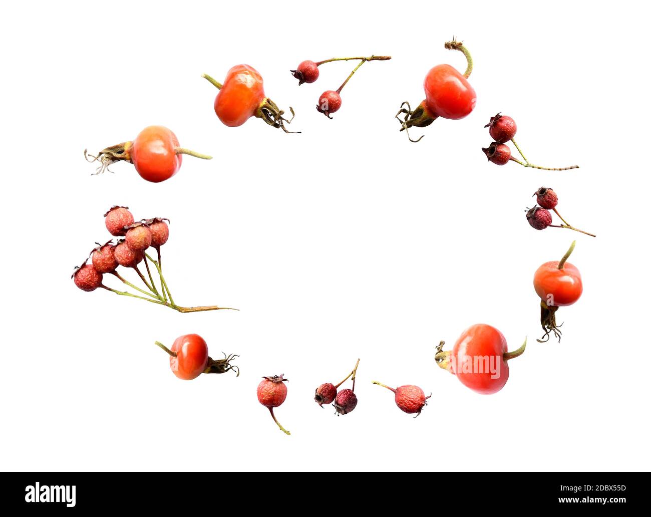 White background with isolated wild autumn Russian Far East berries of ...