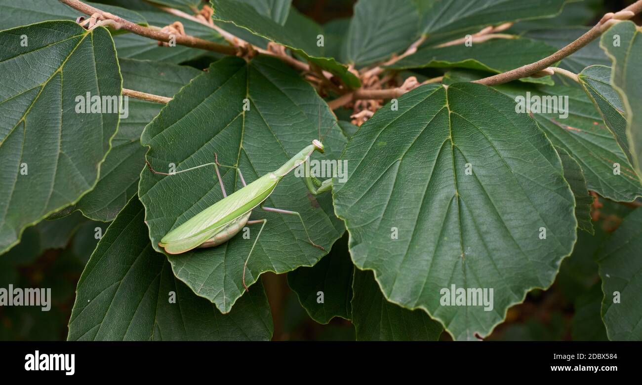 Female european mantis hi-res stock photography and images - Alamy