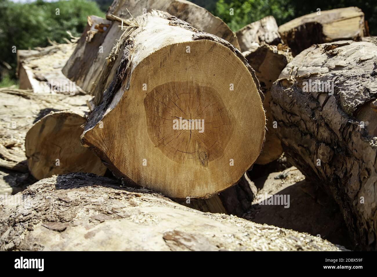 Cut tree trunks, timber industry detail Stock Photo - Alamy