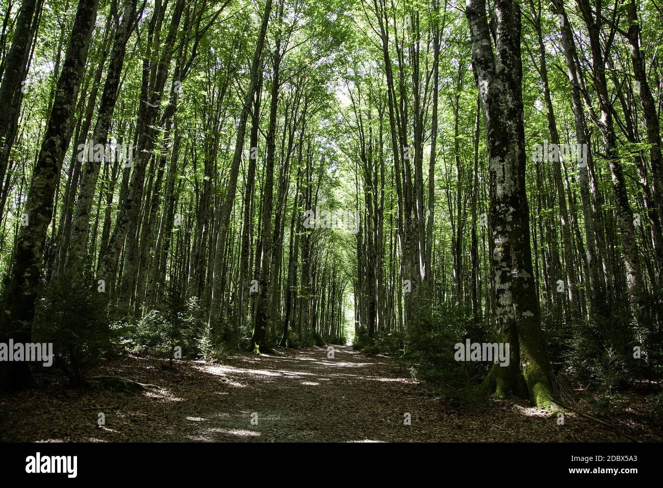 Ancient beech forest, detail of nature and environment Stock Photo - Alamy