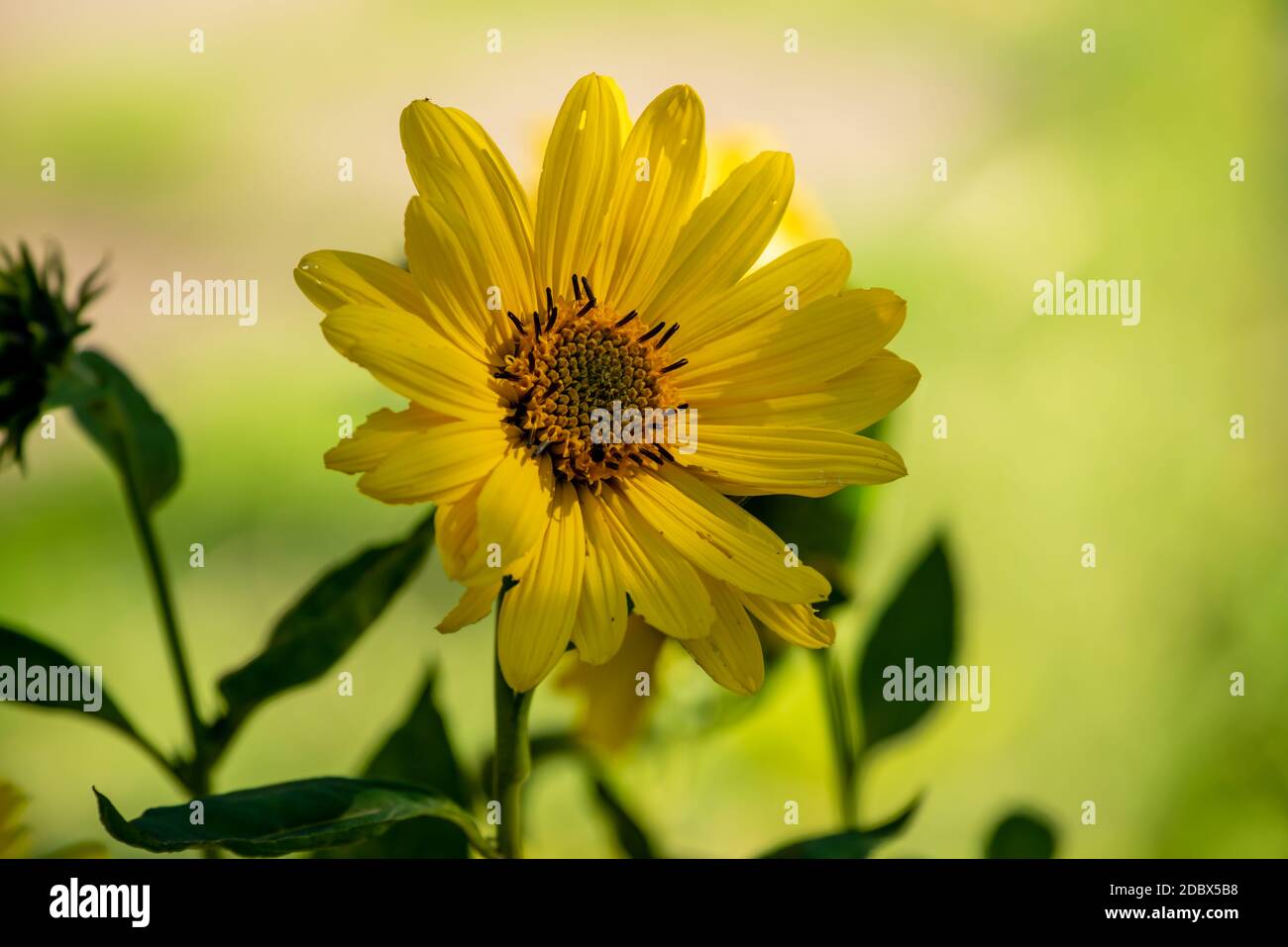 Garden sun eye Stock Photo - Alamy