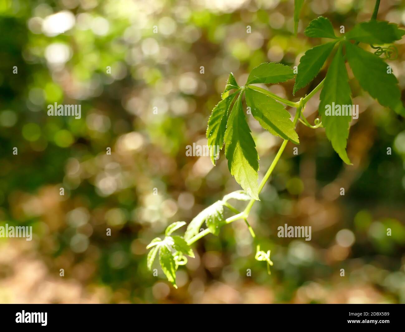 Jiaogulan, Chinese herb for longevity Stock Photo - Alamy