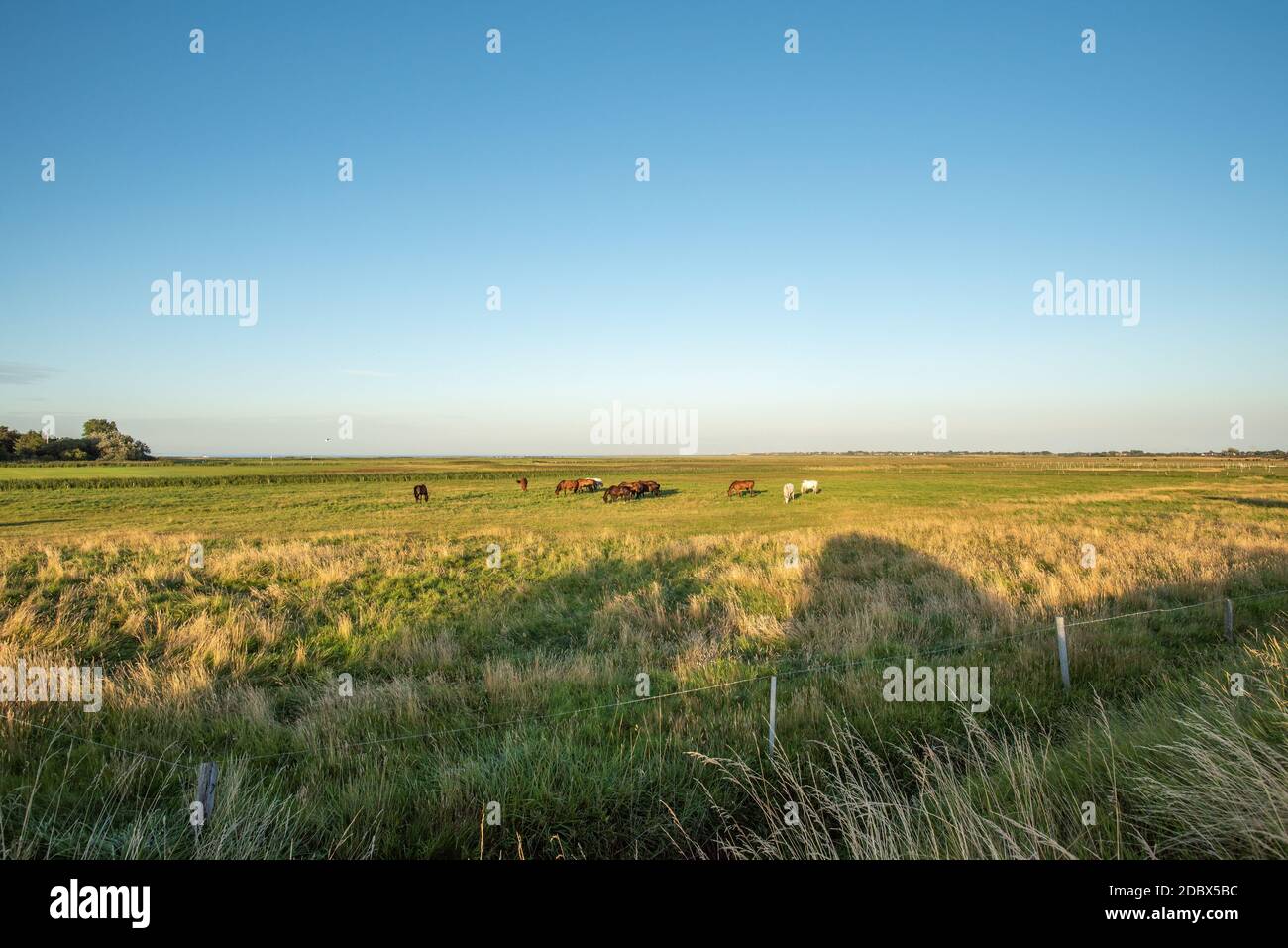 Damp pasture hi-res stock photography and images - Alamy