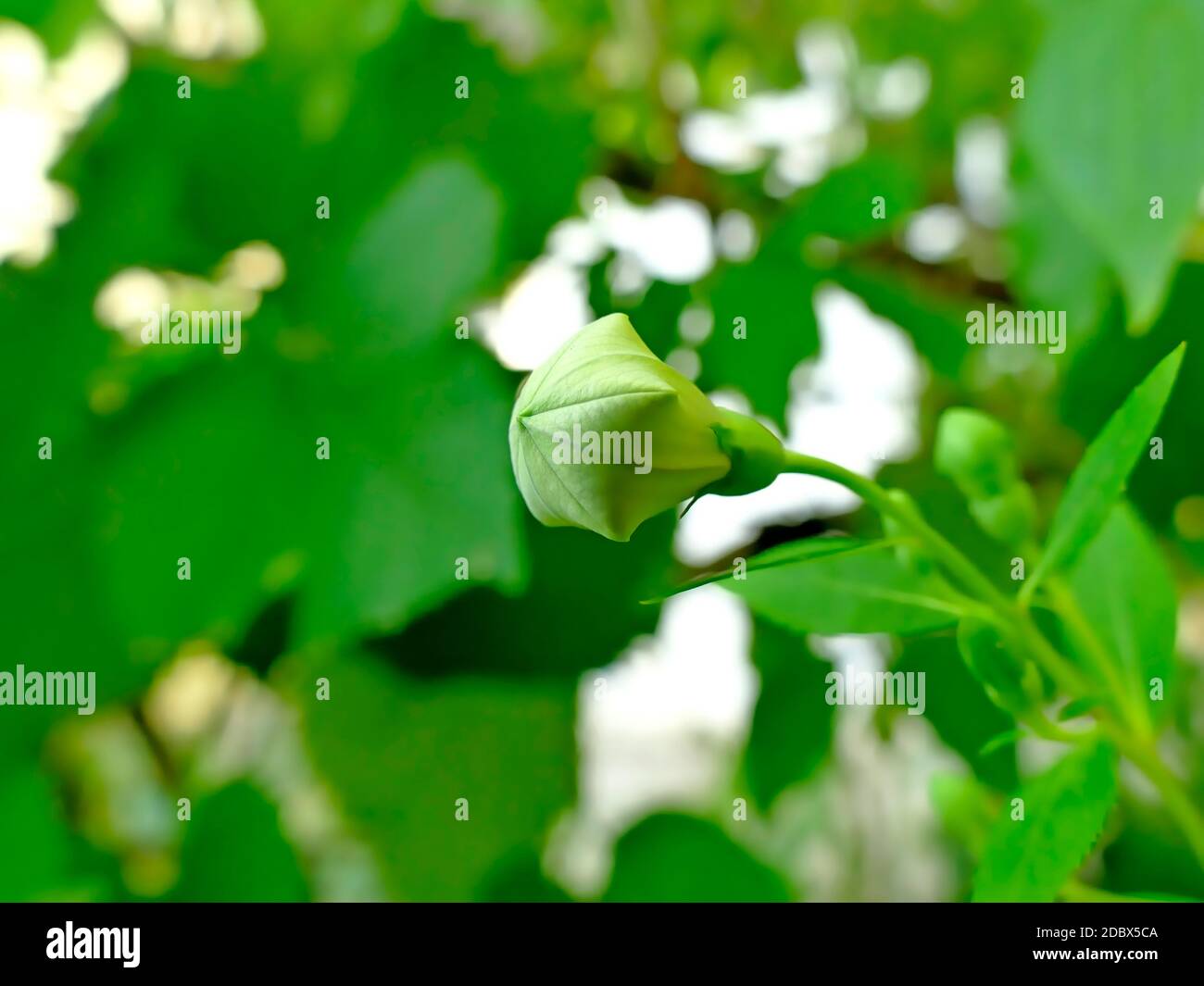 Chinese bellflower, medicine plant Stock Photo - Alamy