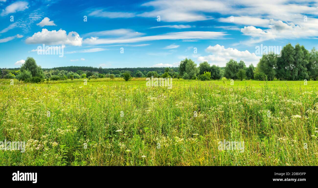 Forest belt line and field at day Stock Photo - Alamy