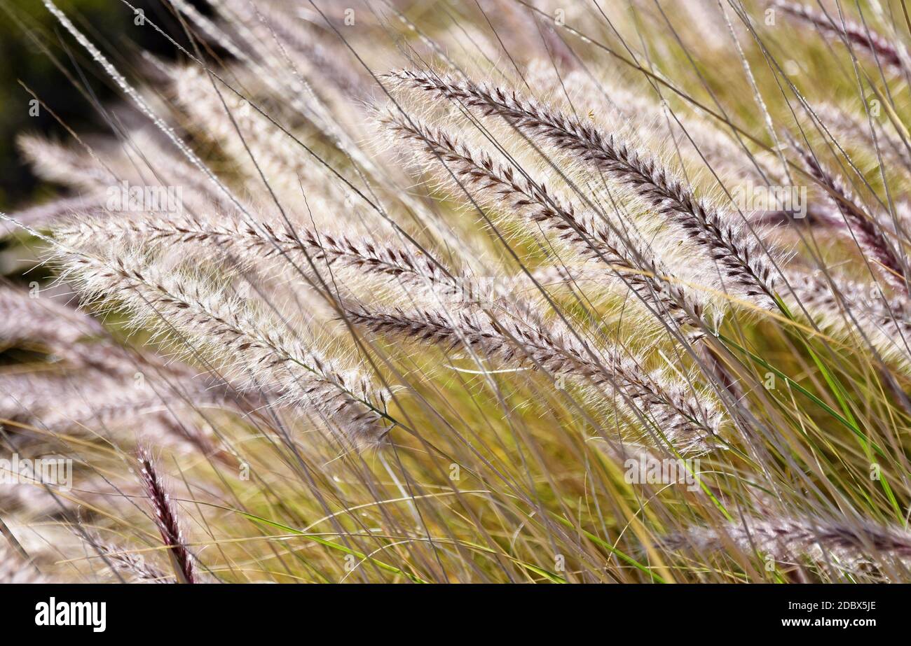 blue buffalo grass Stock Photo - Alamy