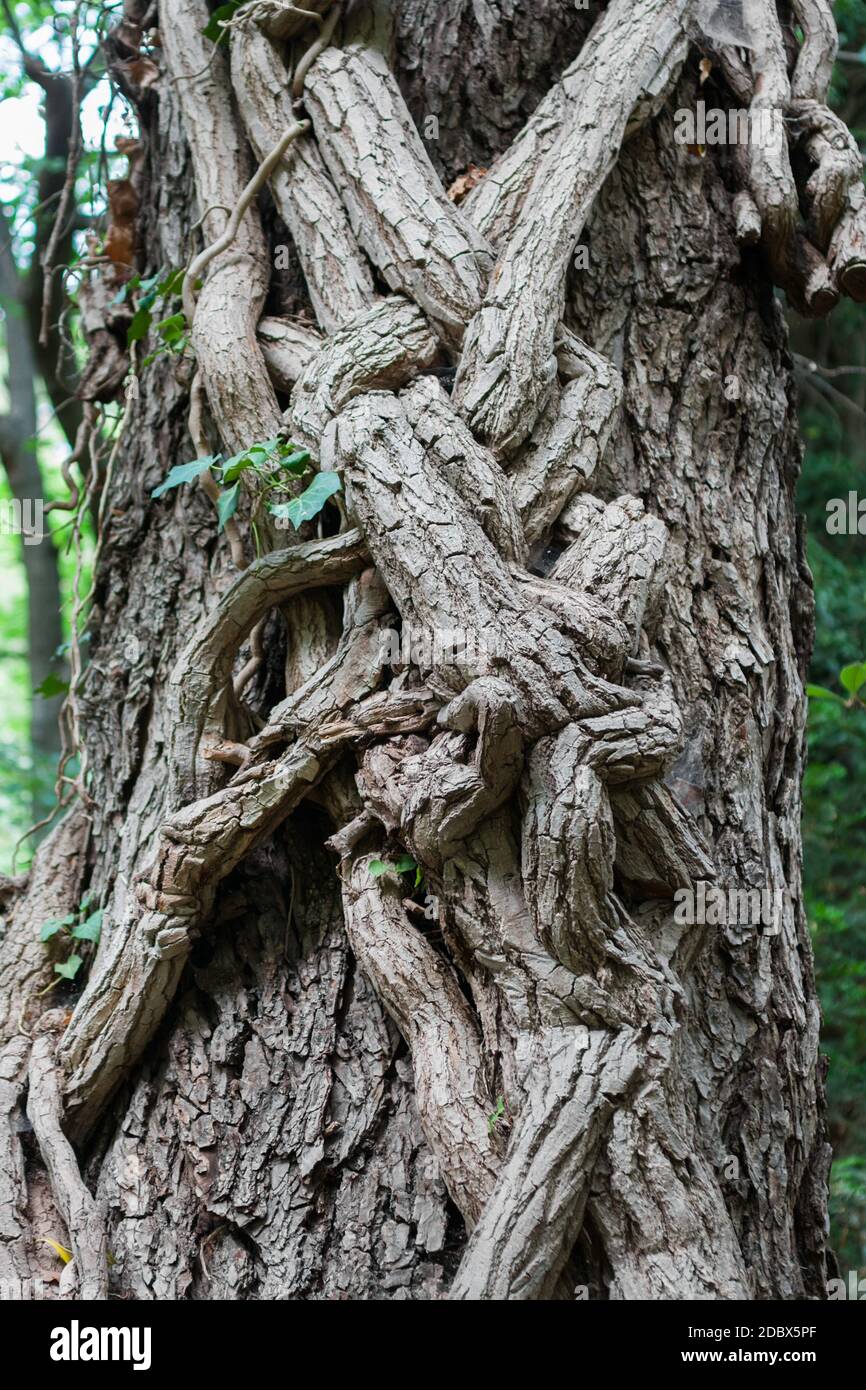 Tree trunk entwined with ivy, can be used as background Stock Photo - Alamy