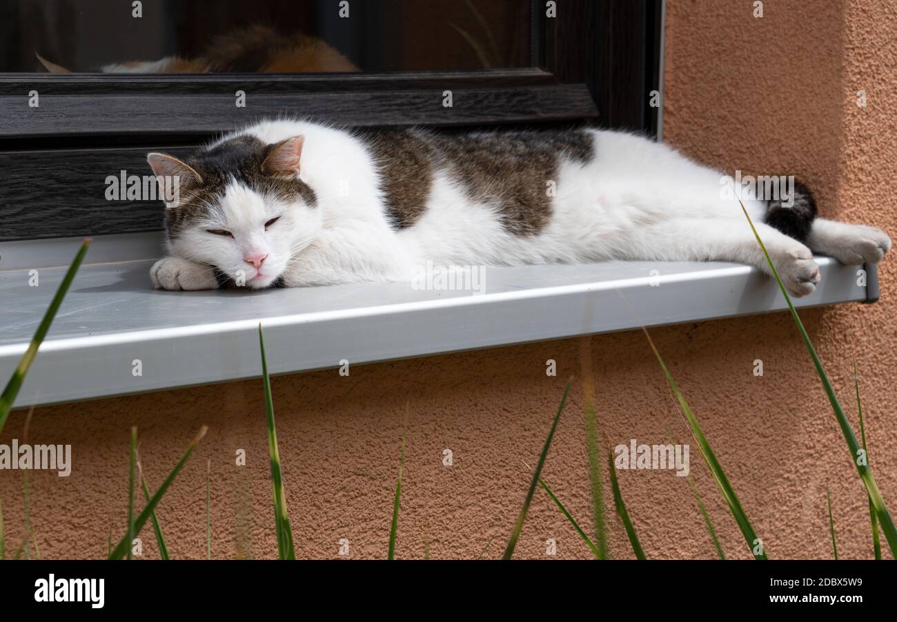 Cat sleeping on a window sill Stock Photo - Alamy