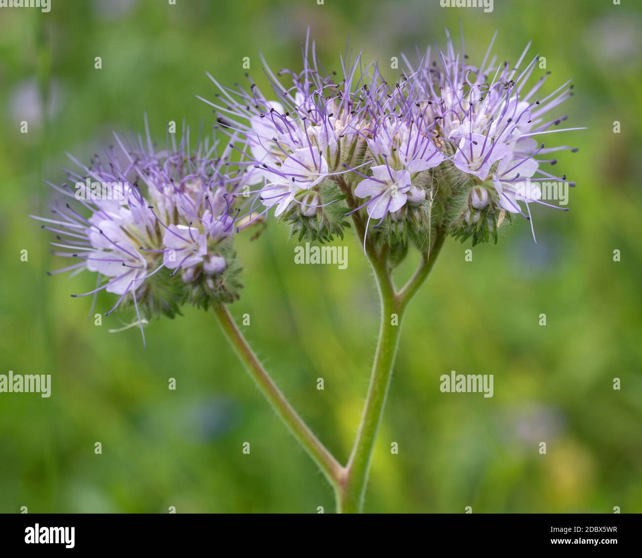 Close up image of lacy phacelia (Phacelia tanacetifolia) on a meadow ...