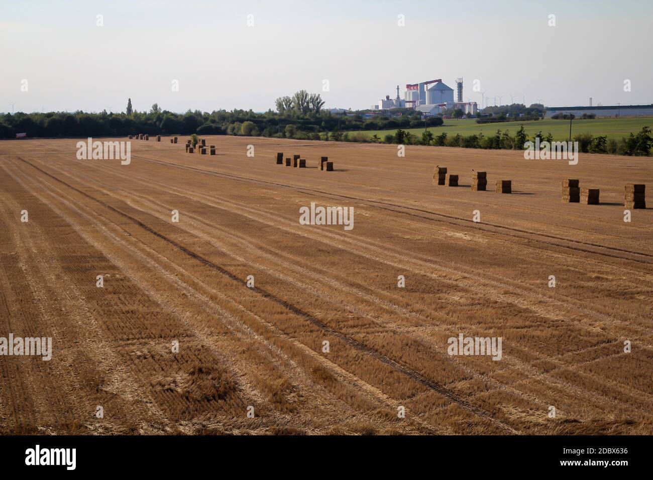 Bales of straw stand in a row on a field ready for removal Stock Photo ...