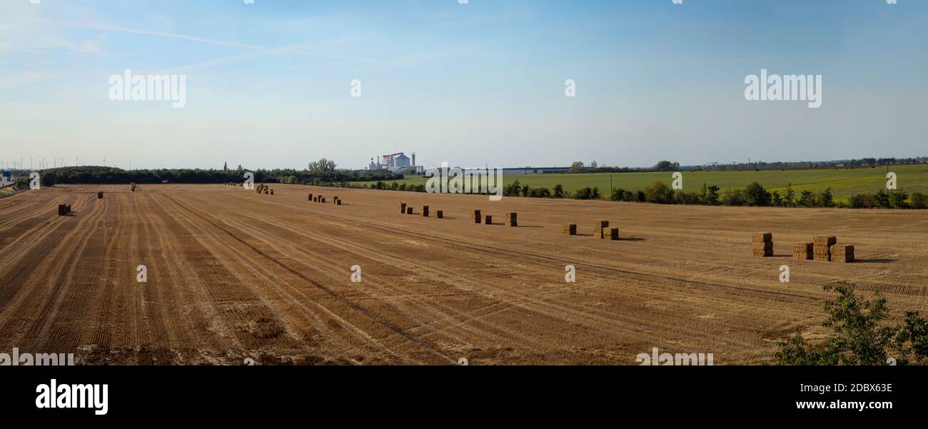 Bales of straw stand in a row on a field ready for removal Stock Photo ...