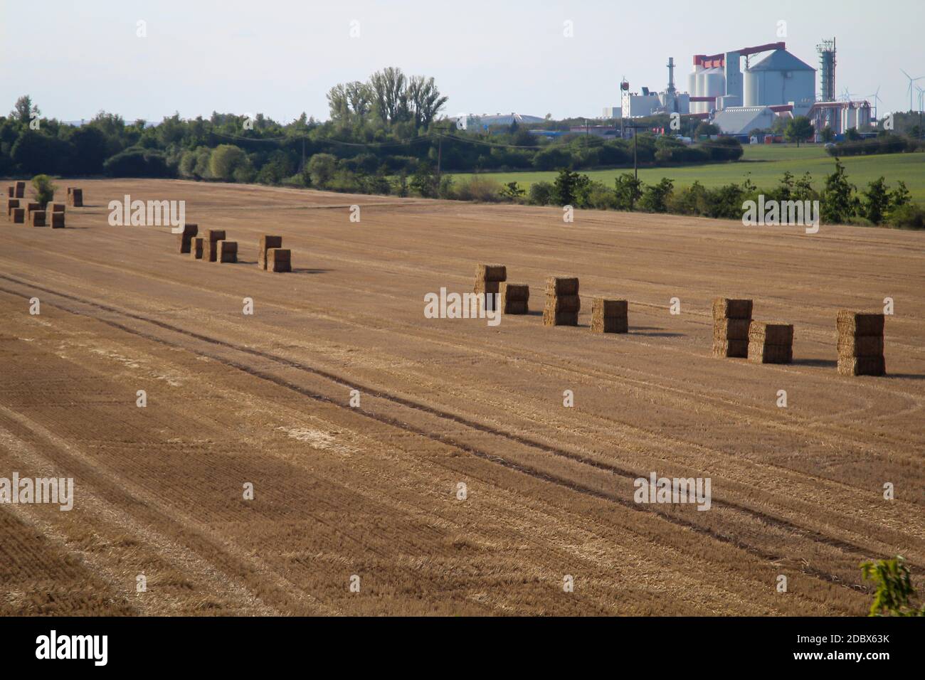 Bales of straw stand in a row on a field ready for removal Stock Photo ...