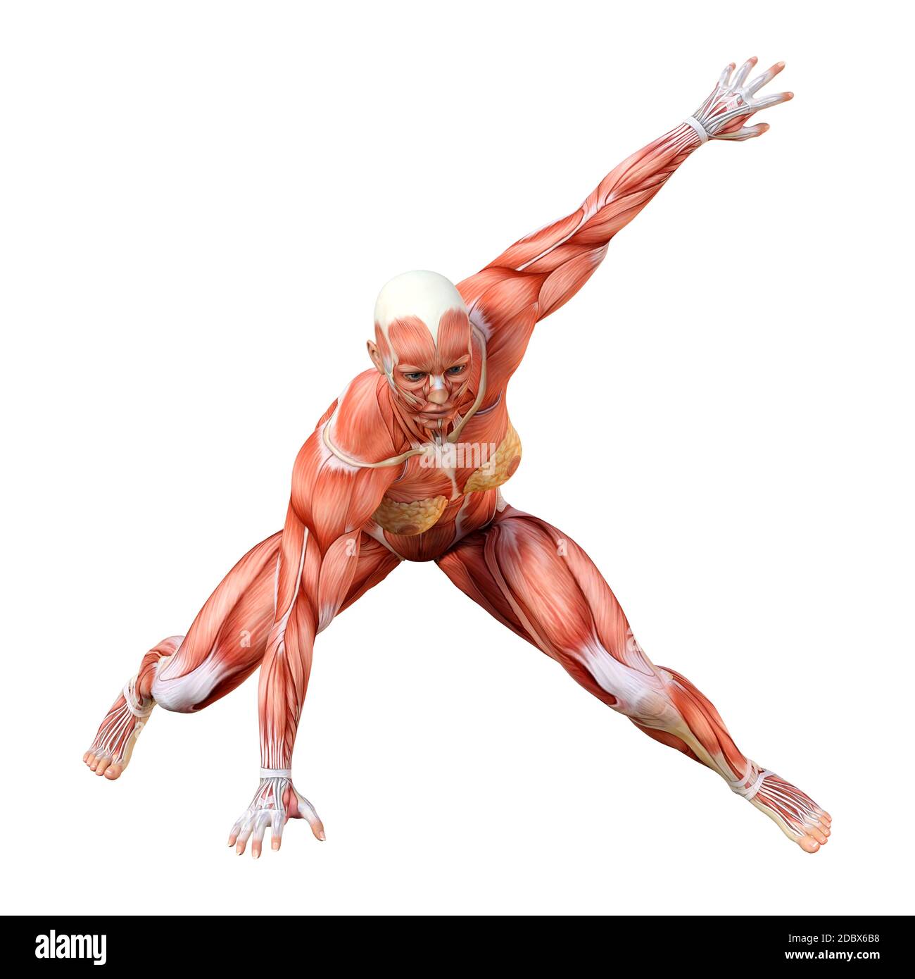 3D rendering of a female figure with muscle maps isolated on white ...