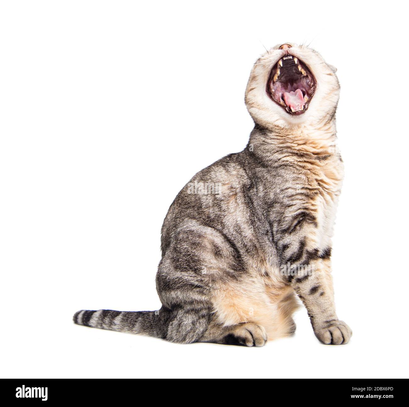 Yawning open mouth Cut Out Stock Images & Pictures - Alamy