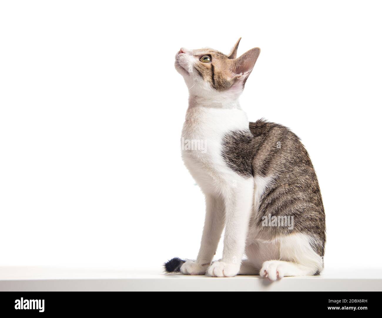side view of young cat looking up Stock Photo - Alamy