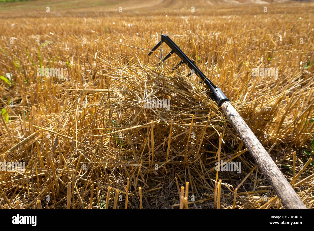 Rustic rake in a harvested field of wheat with stalk stubble in an ...