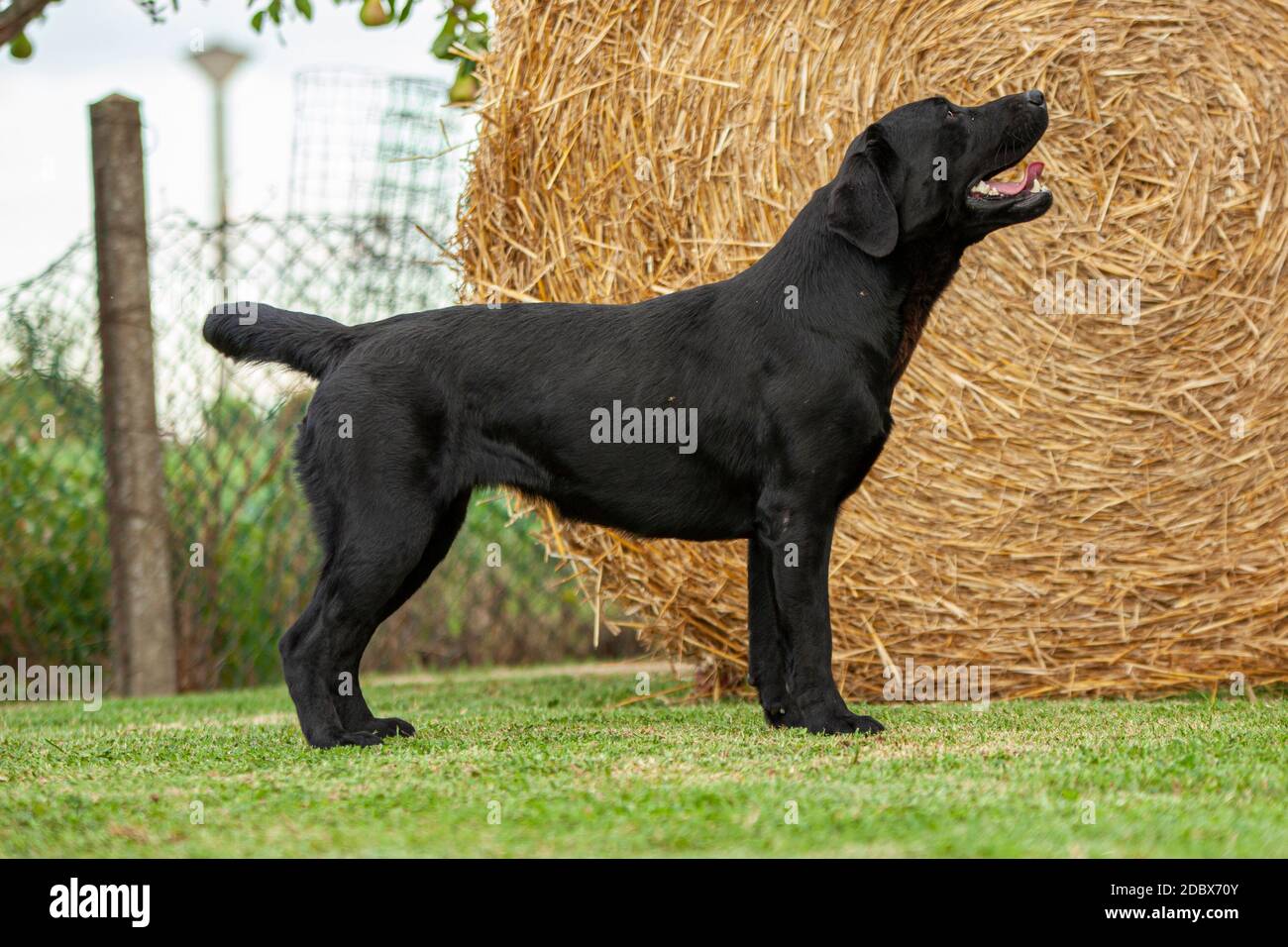 Labrador Dog Posing in a dog show with a countryside backdrop Stock ...