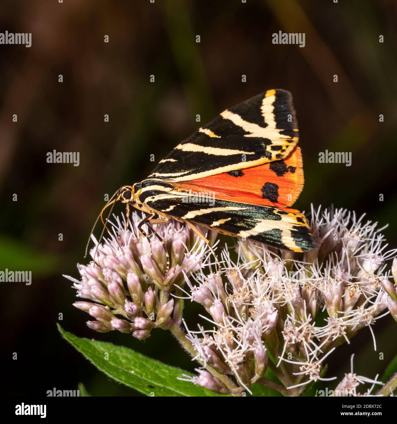 Moth brown bear with outstretched wings on a bright flower while eating ...