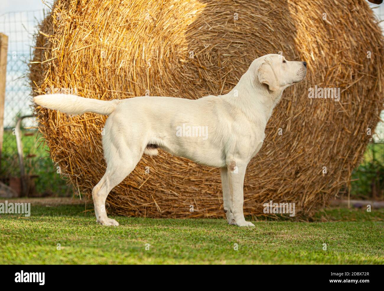 Labrador Dog Posing in a dog show with a countryside backdrop Stock ...