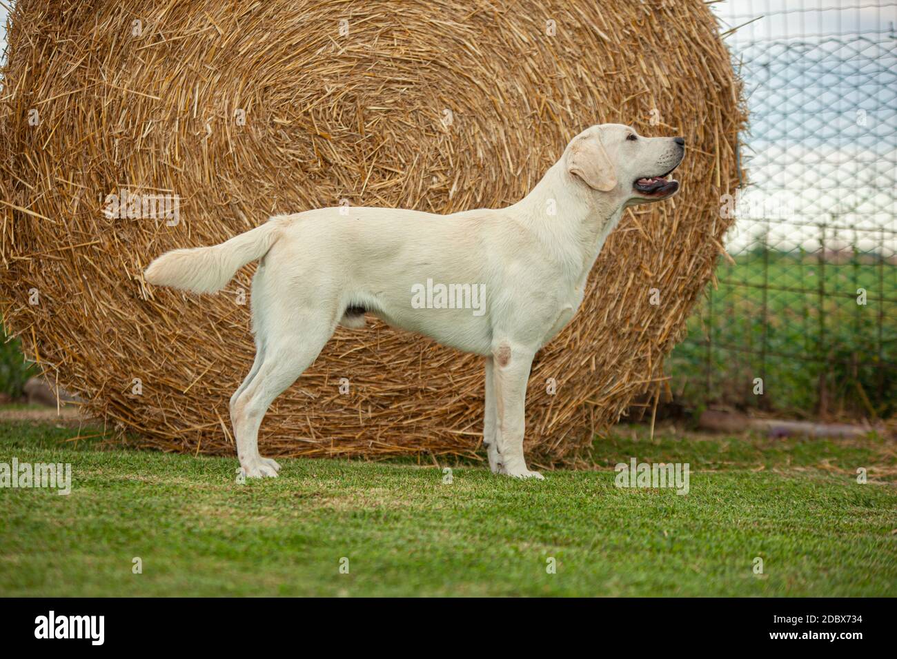 Labrador Dog Posing in a dog show with a countryside backdrop Stock ...