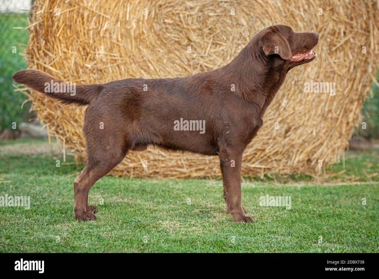 Labrador Dog Posing in a dog show with a countryside backdrop Stock ...