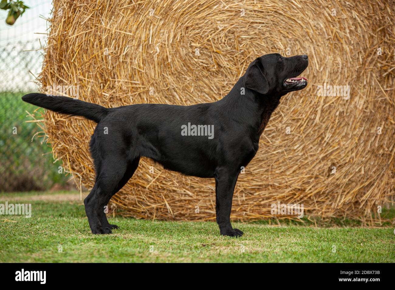 Labrador Dog Posing in a dog show with a countryside backdrop Stock ...