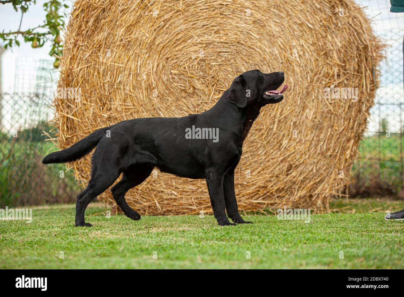 Labrador Dog Posing in a dog show with a countryside backdrop Stock ...
