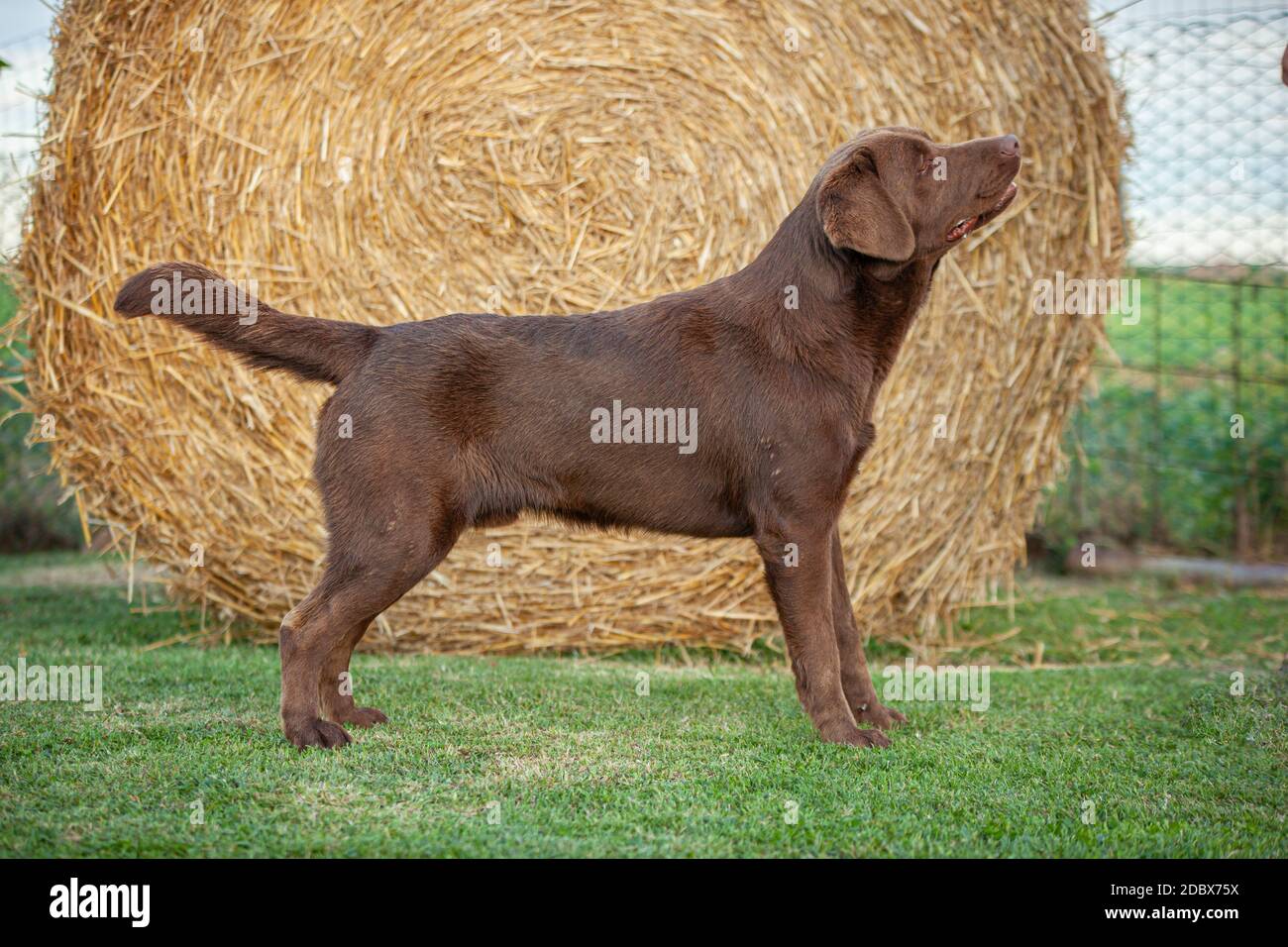 Labrador Dog Posing in a dog show with a countryside backdrop Stock ...